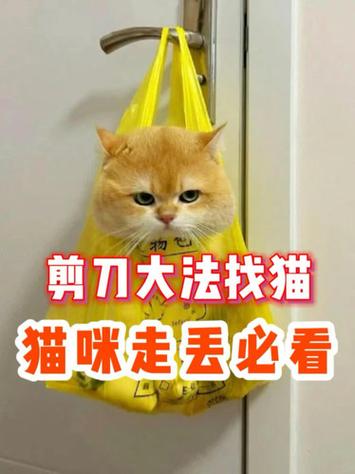 猫丢了找猫的窍门截图