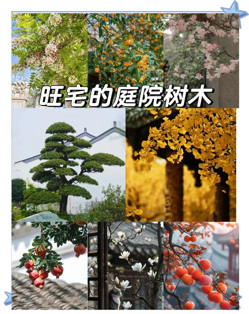 院子里最旺三种树图标