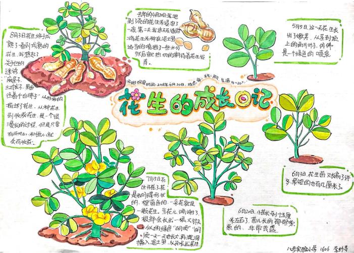 花生发芽图标