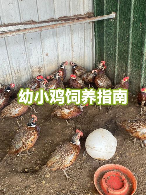 小鸡养殖图标