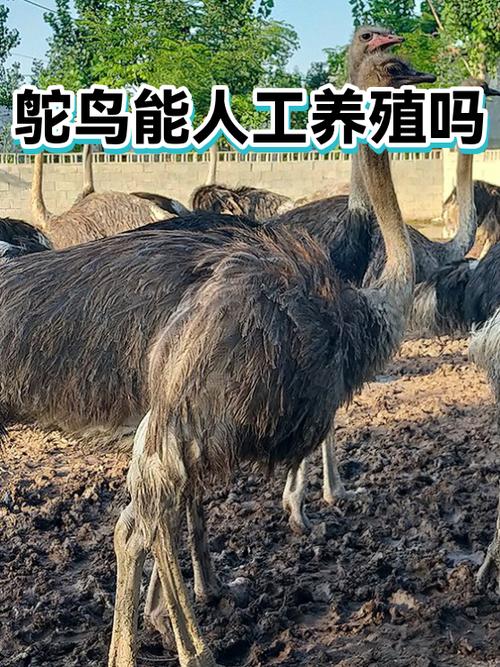 人工养殖鸵鸟好养吗图标