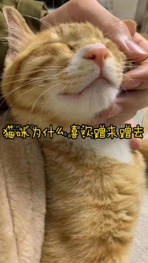 猫咪老是蹭来蹭去怎么回事图标