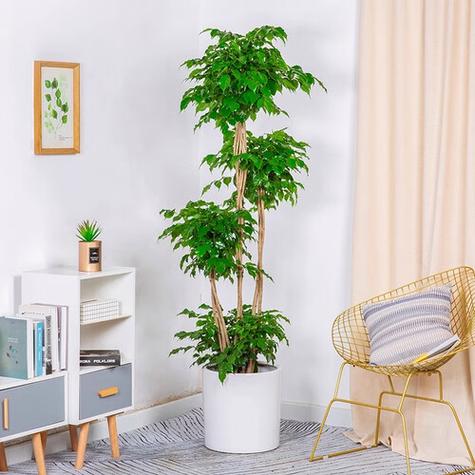象征爱情的盆栽植物图标