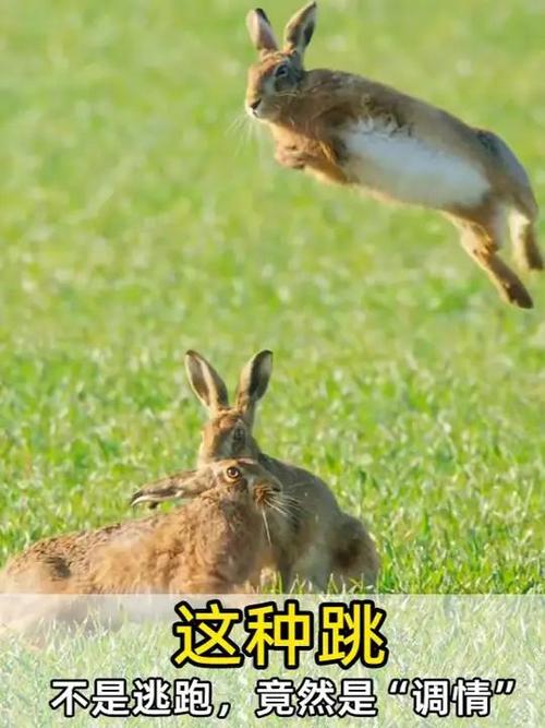 兔子跳来跳去是什么意思截图