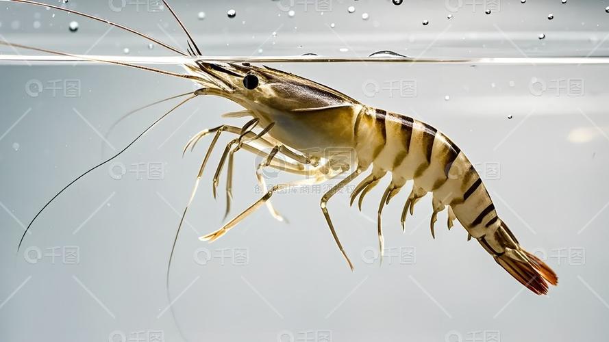 淡水虾有哪些截图