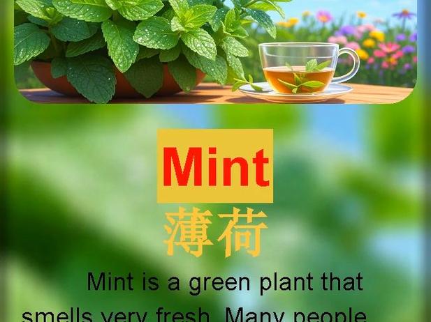 类似薄荷英语的公众号截图