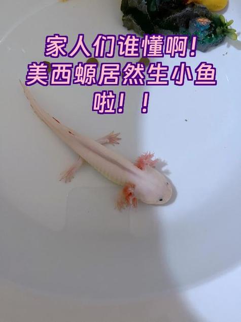美西螈为何不建议养截图