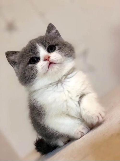 蓝猫 美短图标