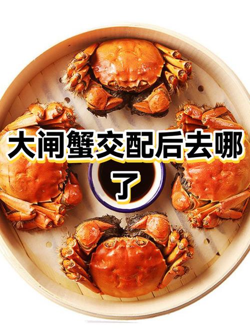 螃蟹被找回了怎么处理截图