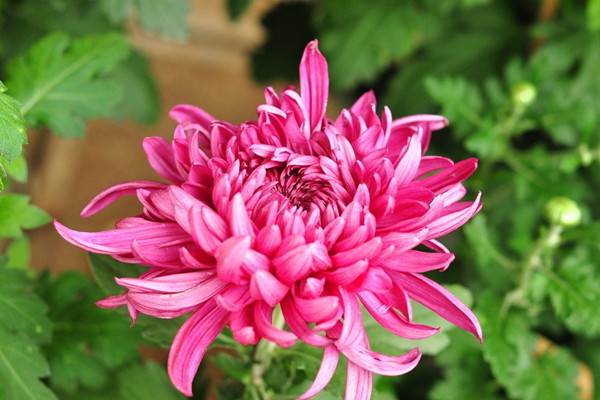 菊花为什么不开花截图