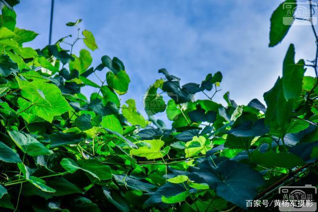 青色葡萄图标