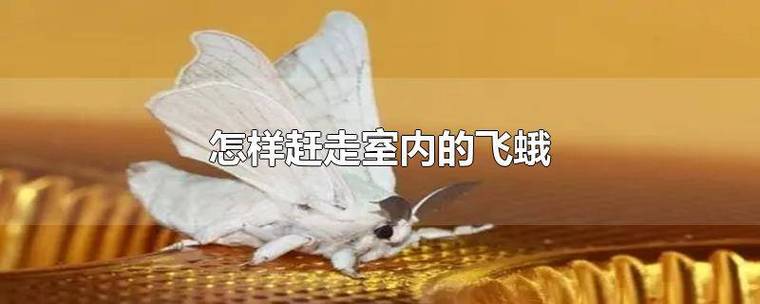 赶走飞蛾的简单办法
