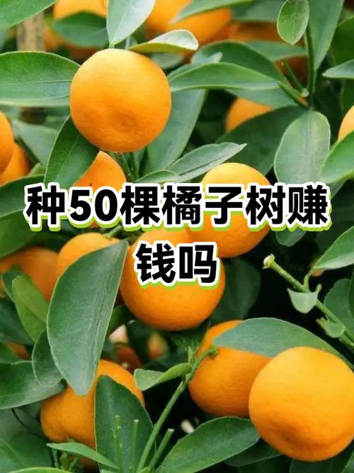 果园赚钱吗图标