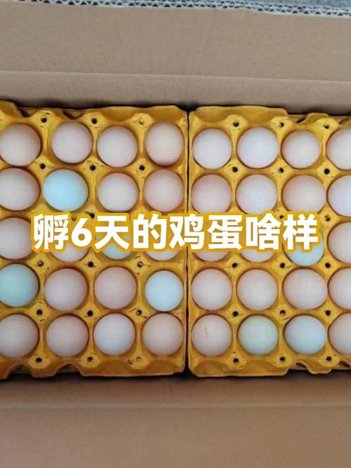 孵化失败的鸡蛋能吃吗截图
