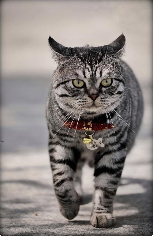 美短猫下载