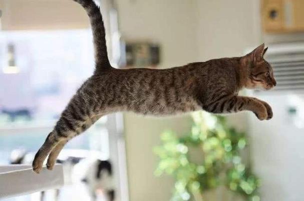 猫咪像疯了一样窜来窜去图标