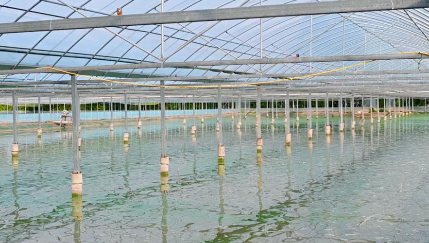 中国最大的淡水虾养殖基地图标
