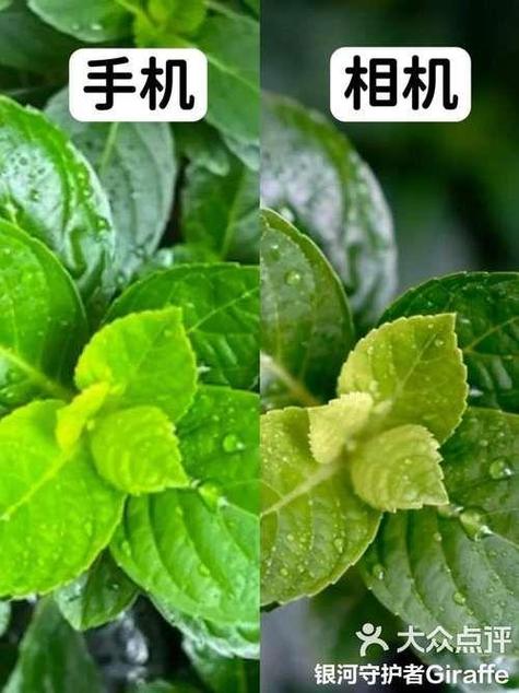 苹果手机相片背景虚化怎么调