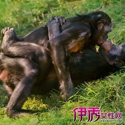 狗知道人类是男女吗