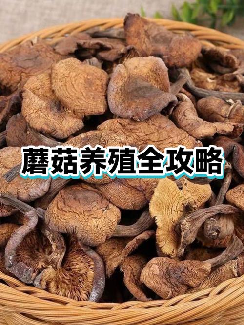 养殖蘑菇要多少成本图标