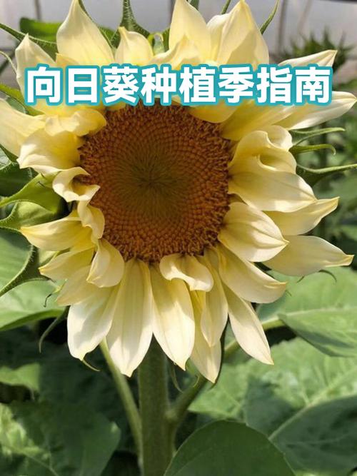 向日葵是哪个季节图标