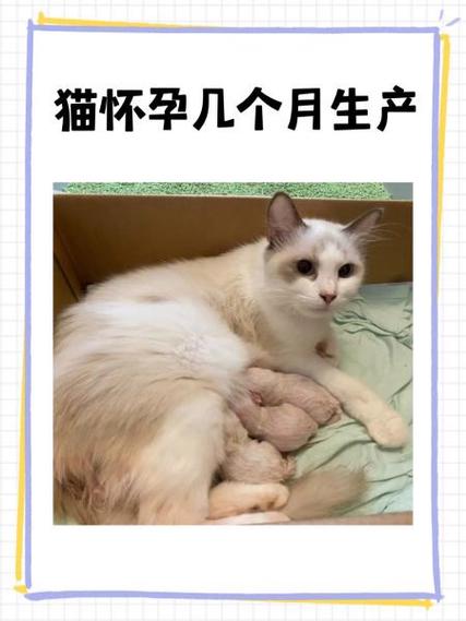 猫怀孕的预兆