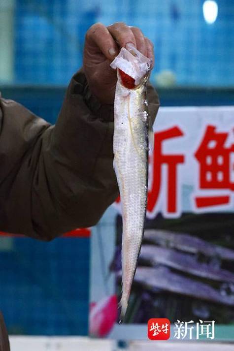 海刀鱼多少钱1斤