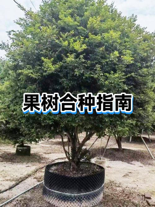 合种的树别人能看到吗截图