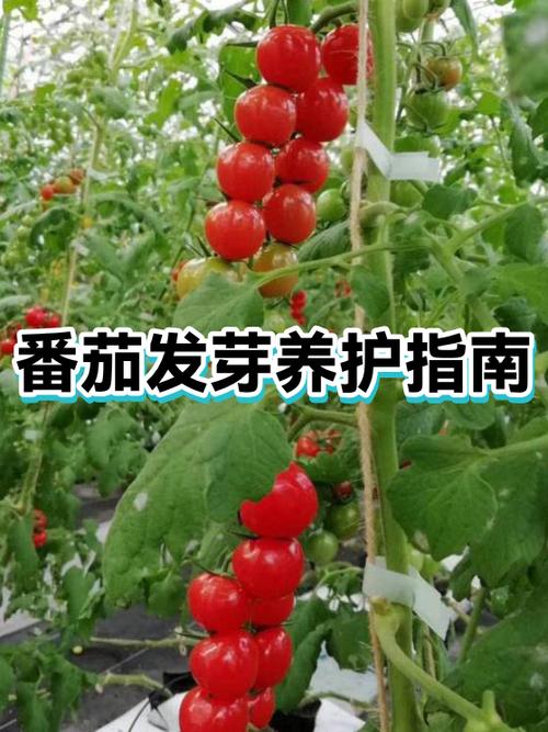 狗狗吃番茄有什么好处图标