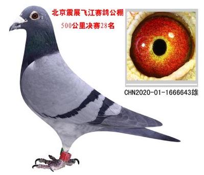 赛鸽网