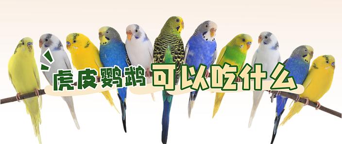 虎皮鹦鹉吉利吗图标