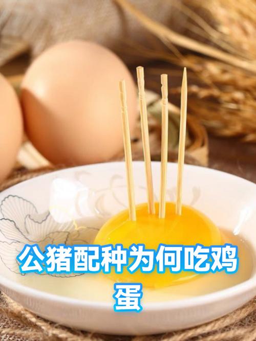 公猪蛋的功效与作用图标