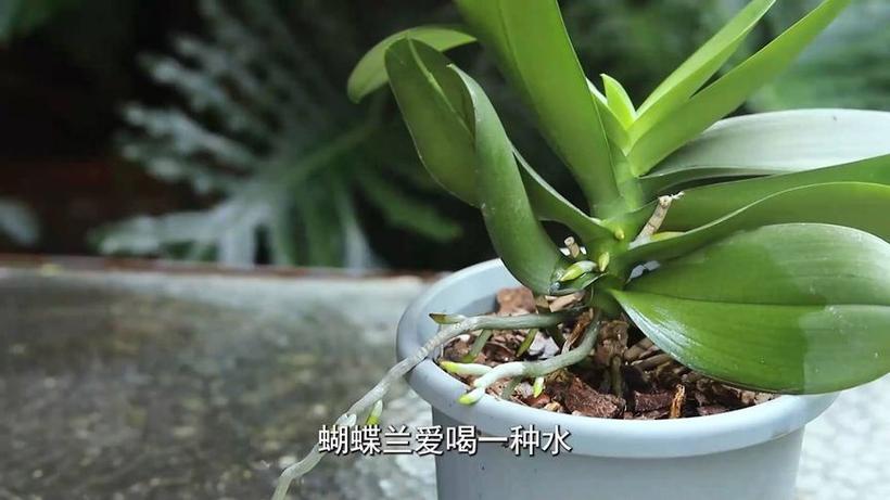 蝴蝶兰喷水还是浇水图标