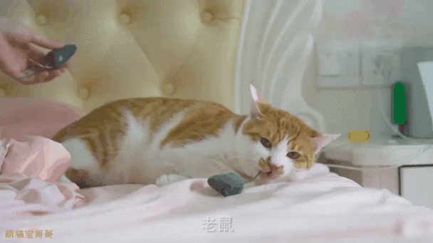 猫咪无法继续养怎么办截图