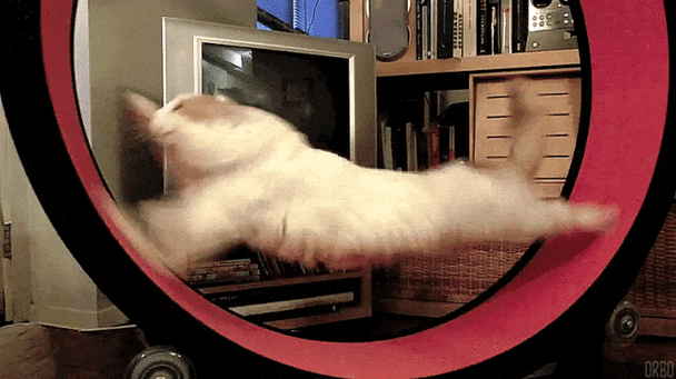 fattycat自律猫安卓版图标