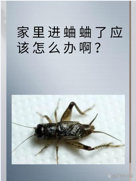 怎么看蛐蛐值不值钱截图