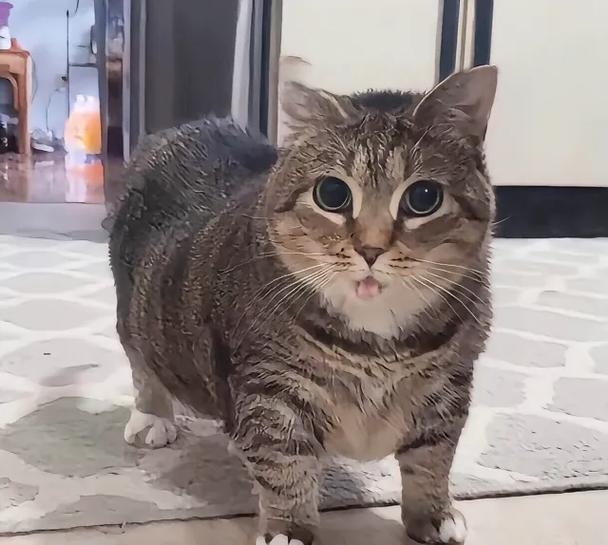猫猫影视图标