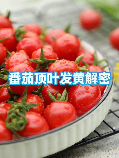 番茄吃多了会变黄吗