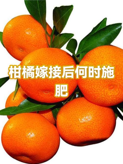 桔子接单图标