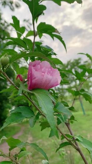 木槿花俗称什么图标