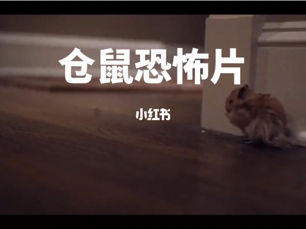 仓鼠的电影截图