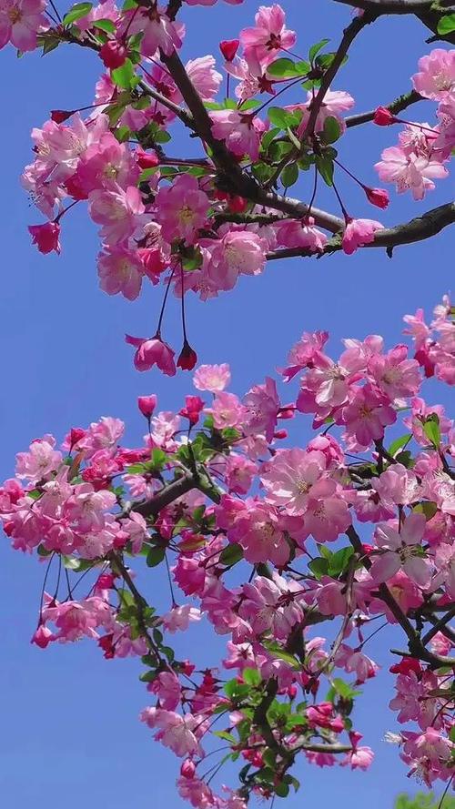 《春天》叶圣陶