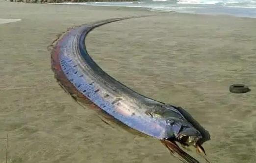深海霸主截图