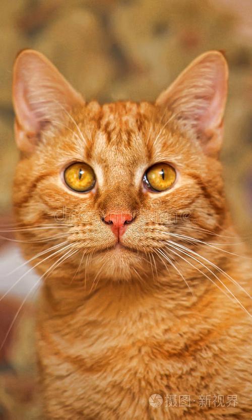 橘色眼睛的猫截图