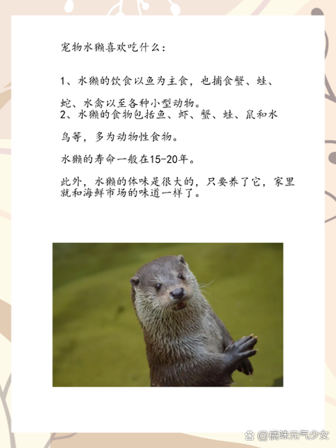 最近很火的水獭叫什么图标