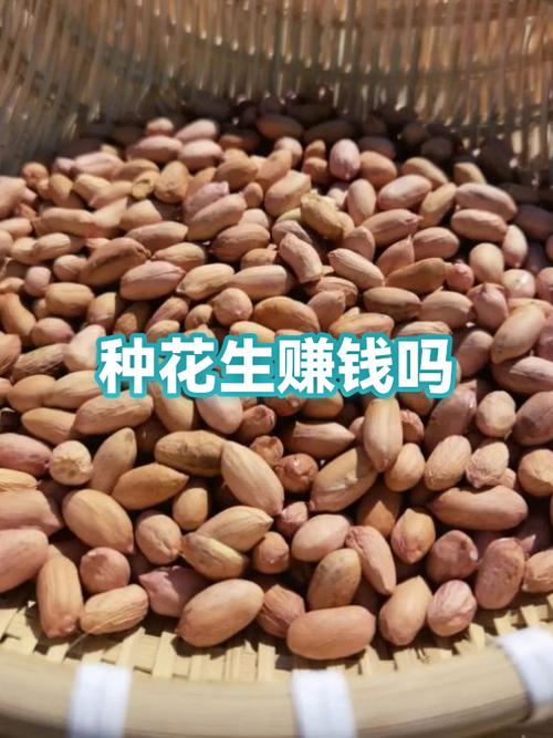 怎么利用花生赚钱图标