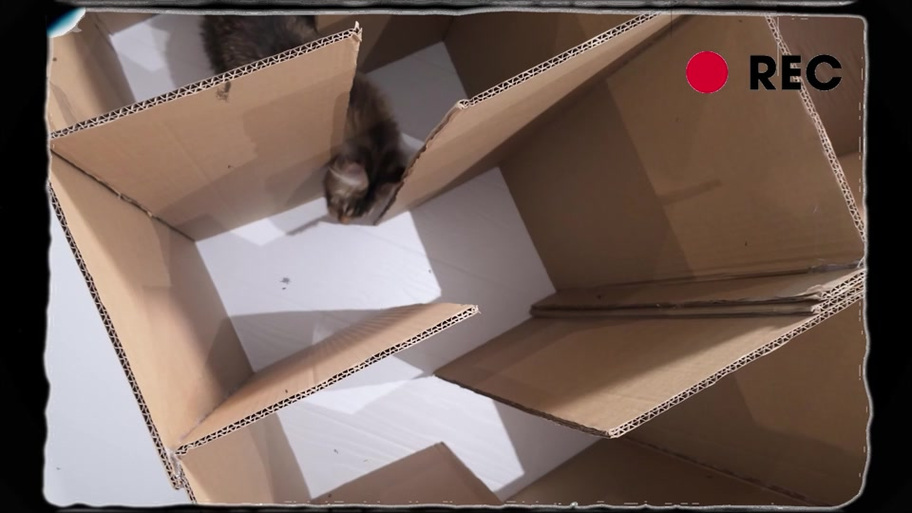 大猫小猫游戏图标