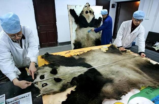 杀一只熊猫判多少年图标
