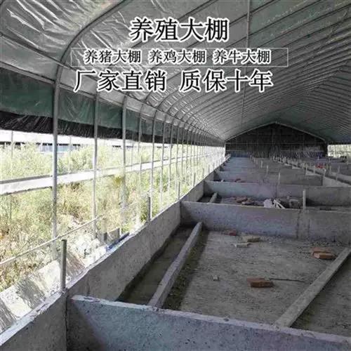 养鸡好还是养牛好截图