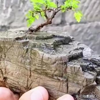 倔强的石头红包版图标